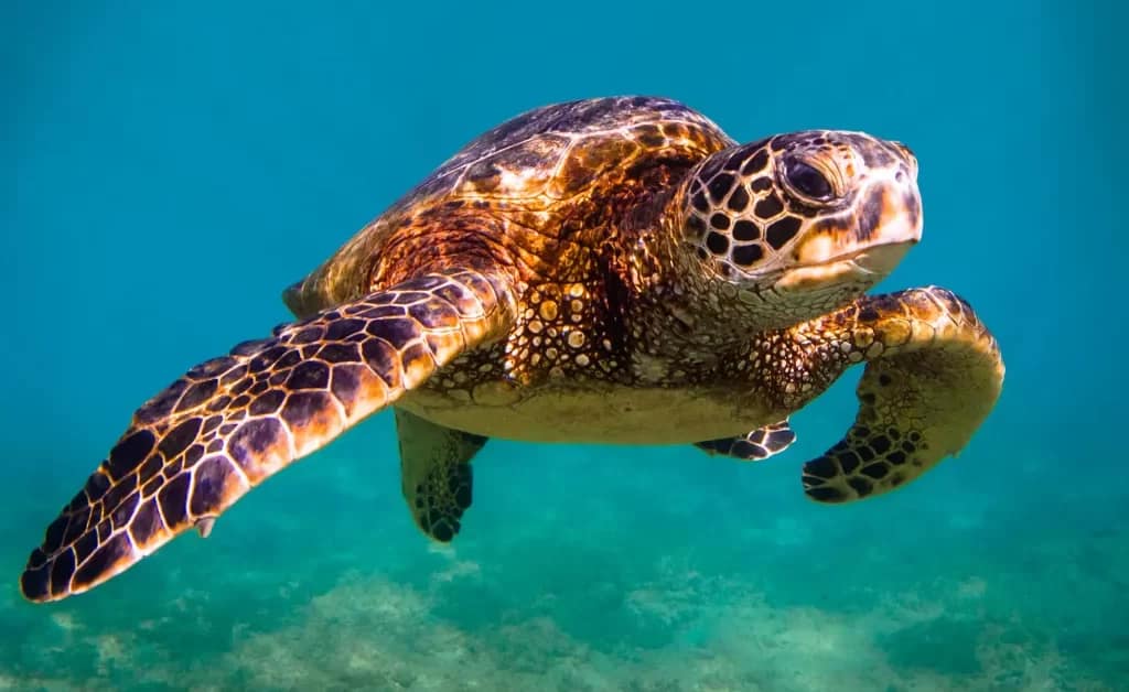 The Decline of Turtles in Australian Waters